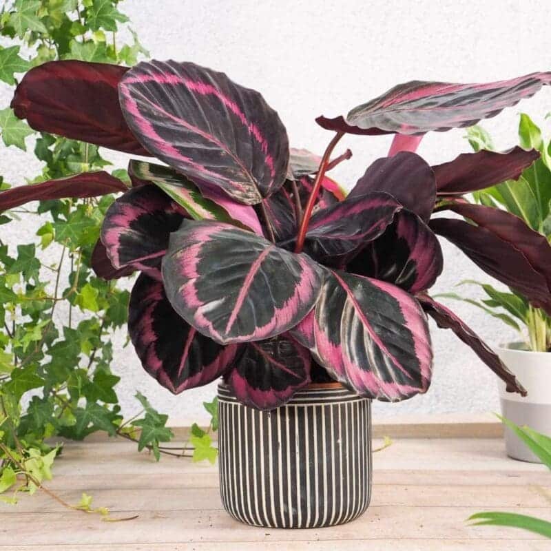 Calathea Surprise Star – Rose Painted Calathea – blozem