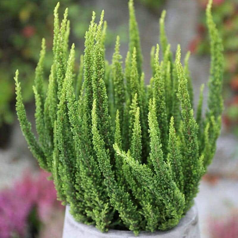 Calluna Vulgaris Skyline – blozem