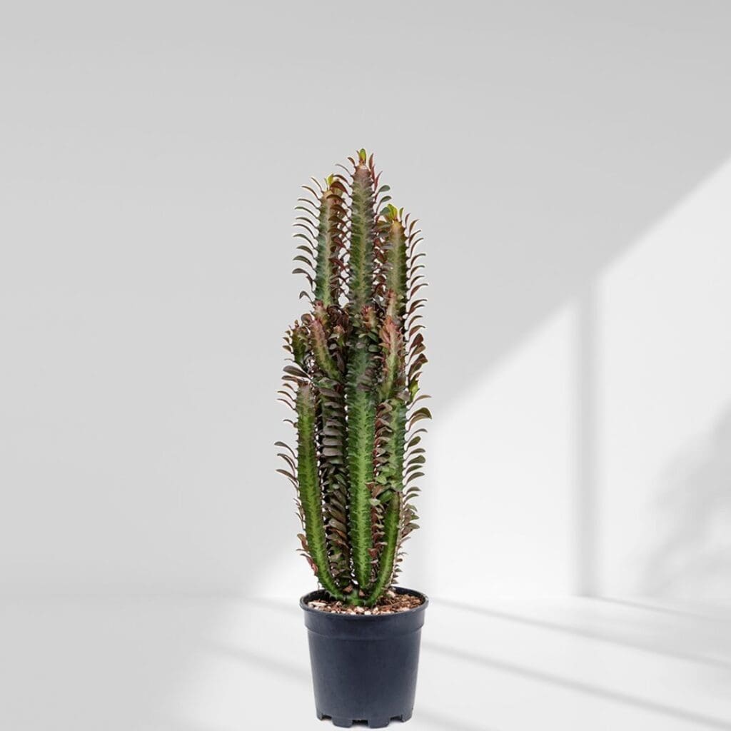 Euphorbia trigona rubra – African Milk Tree 80cm – blozem
