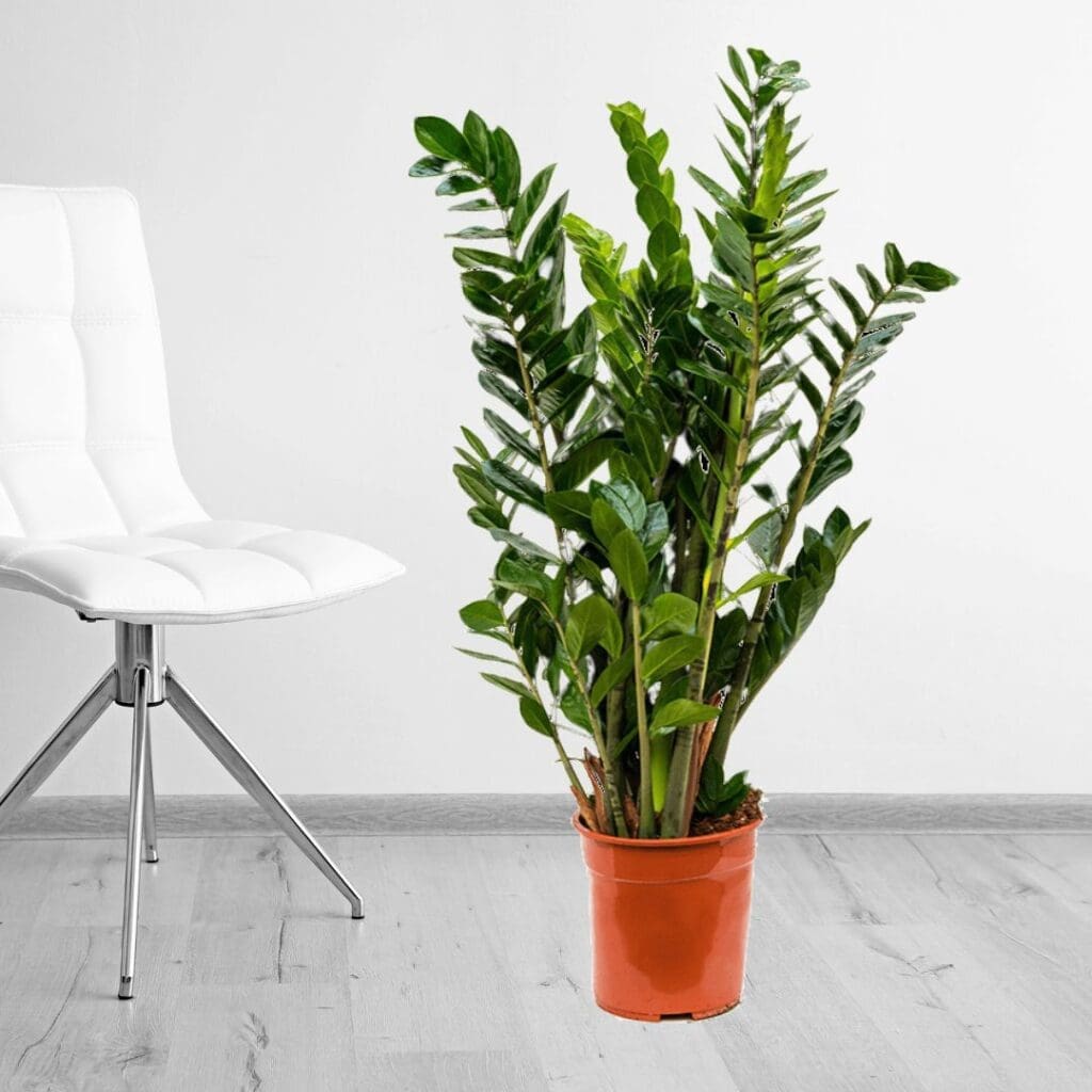 ZZ Plant-Zamioculcas Zamiifolia Big size – blozem