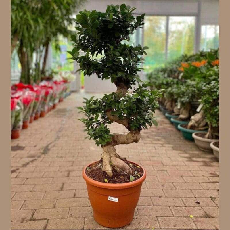 Ficus Bonsai S Shape – XL – blozem