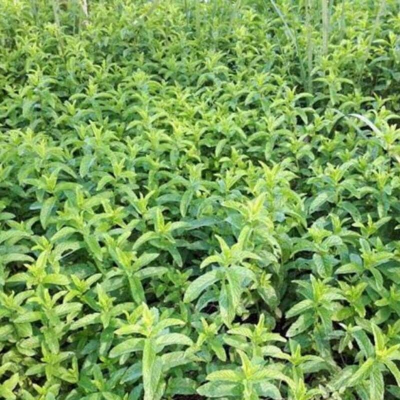 Habak Desert Mint – “Mentha longifolia” – blozem