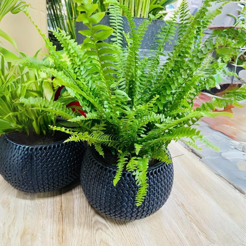 Potted Boston Fern – blozem