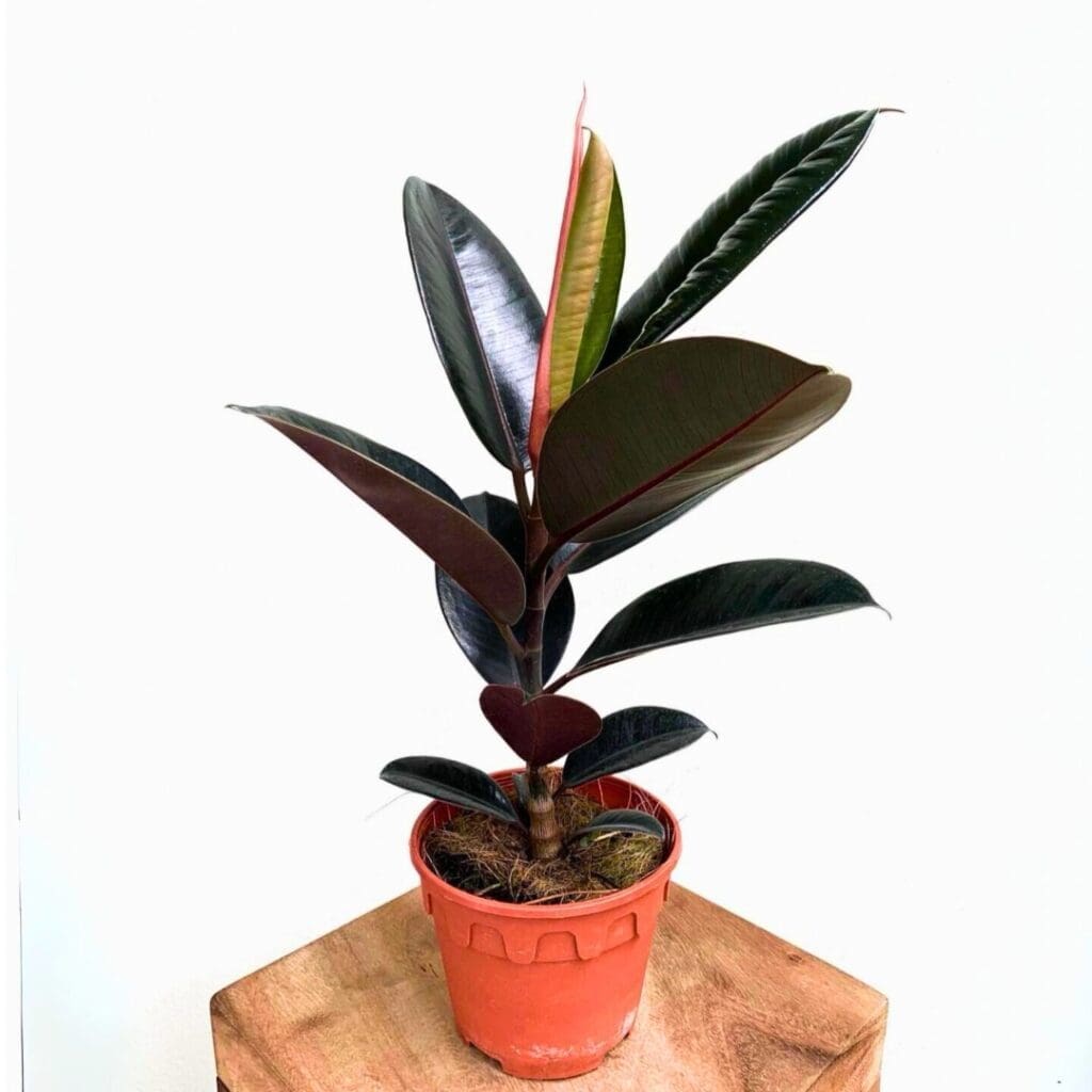 Ficus Elastica Abidjan – Rubber Plant – blozem