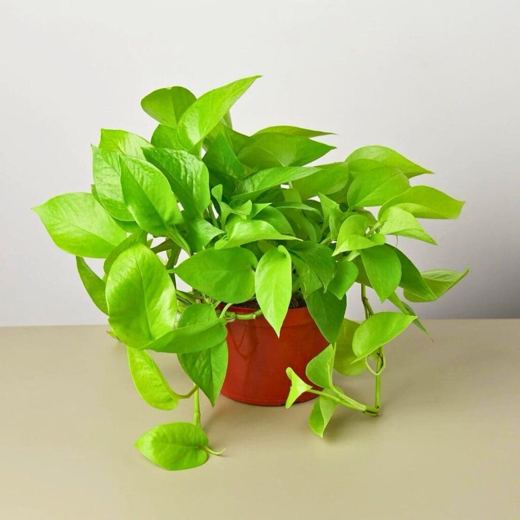 Golden Neon Pothos Bushy – blozem