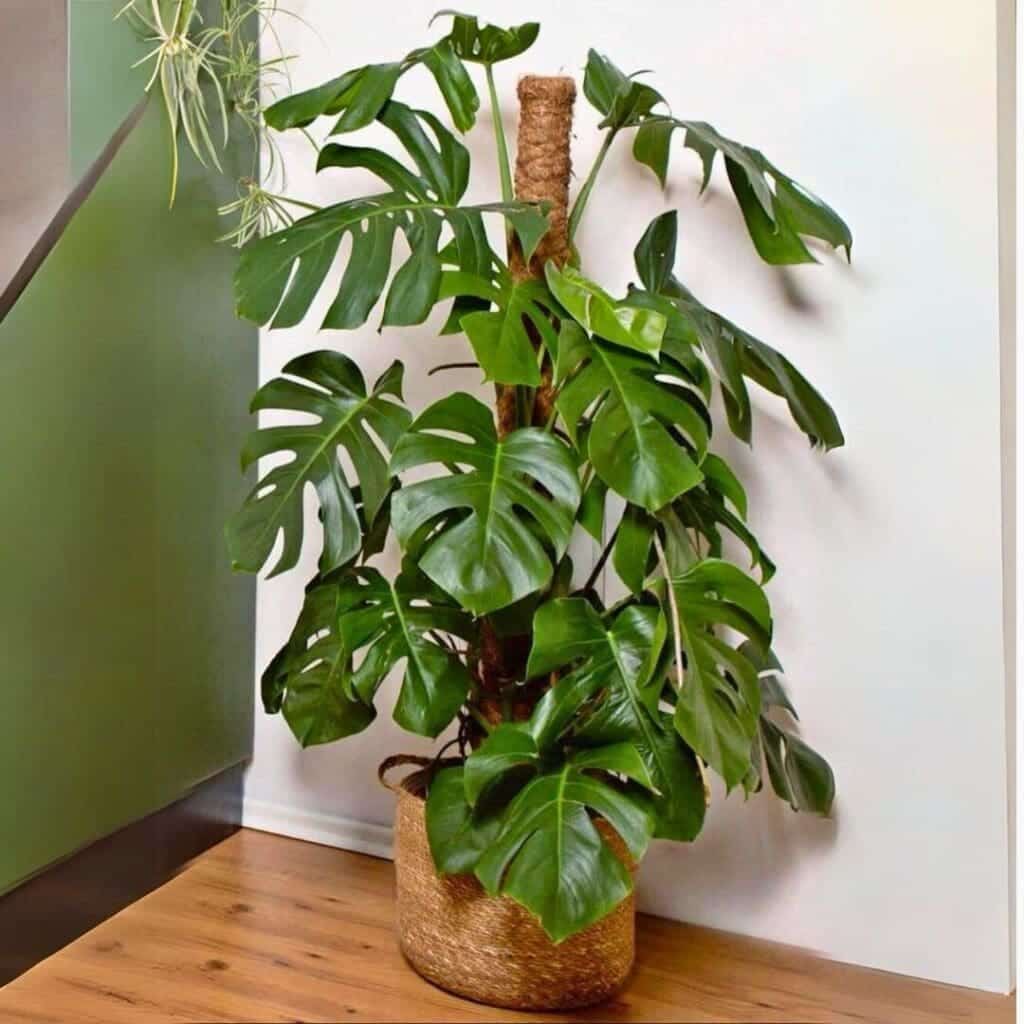 Monstera Deliciosa Big size – blozem