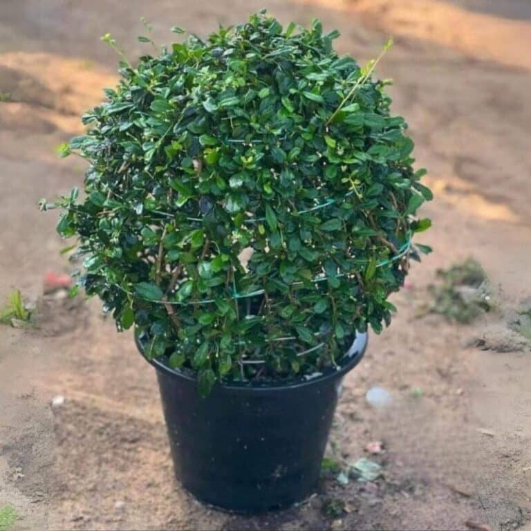 Ehretia Microphylla Ball shape Bushy – blozem