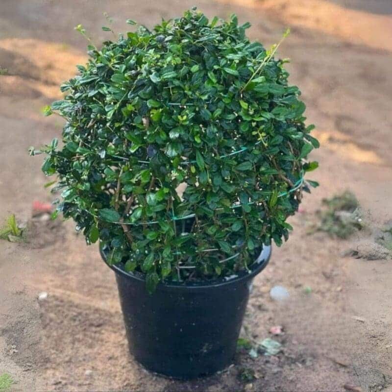 Ehretia Microphylla Ball shape Bushy – blozem