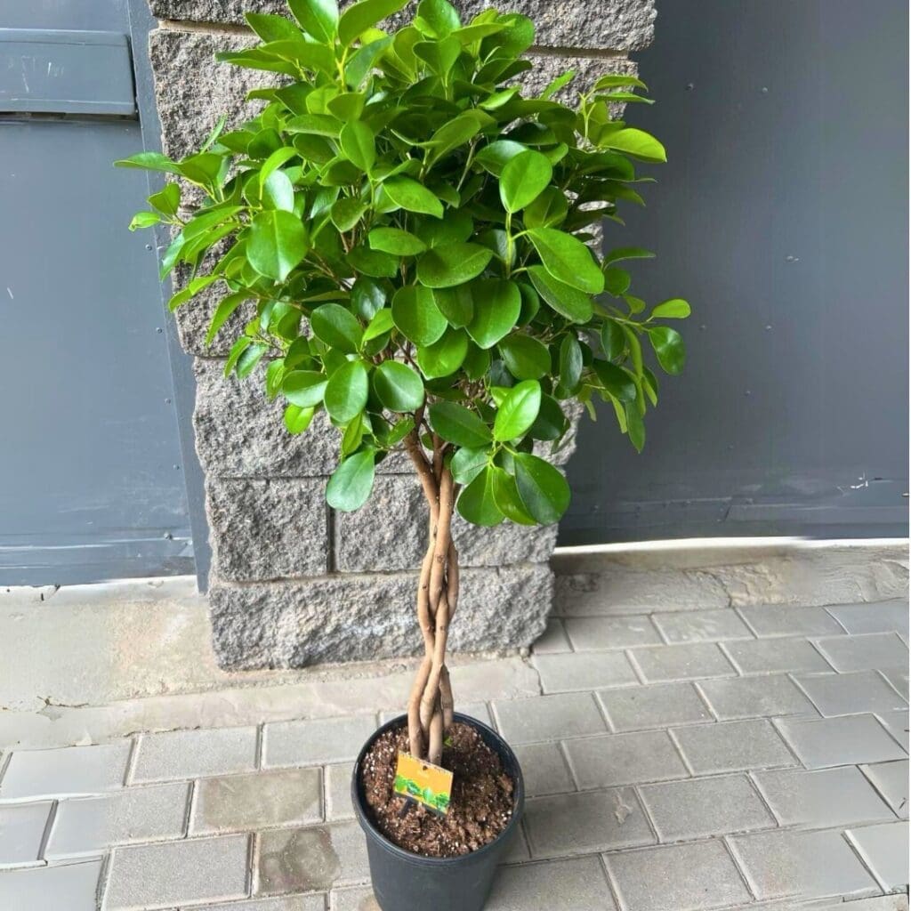 Ficus Panda “Twisted” Trunk – blozem