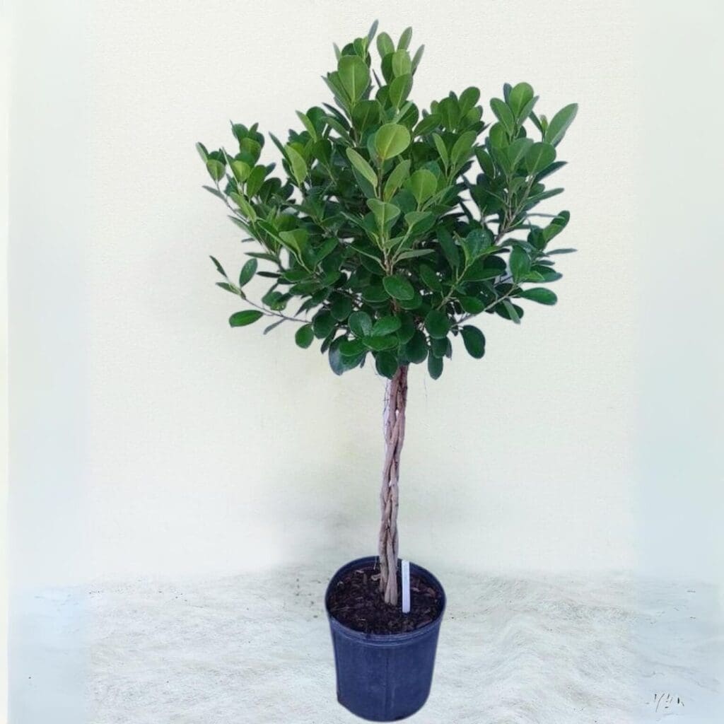 Ficus Panda “Twisted” Trunk – blozem