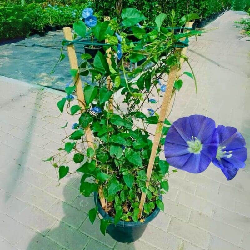 Jacquemontia Plant – Sky Blue Cluster Vine – blozem