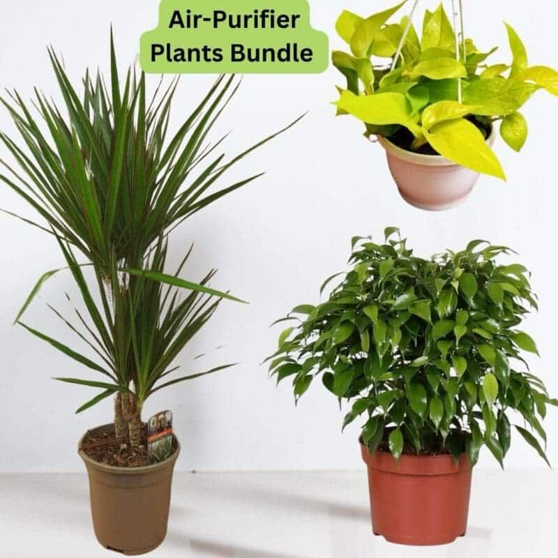 Indoor Air-Purifier Plants Bundle 3-plants – blozem