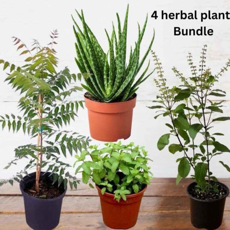 Bundle Plants – blozem