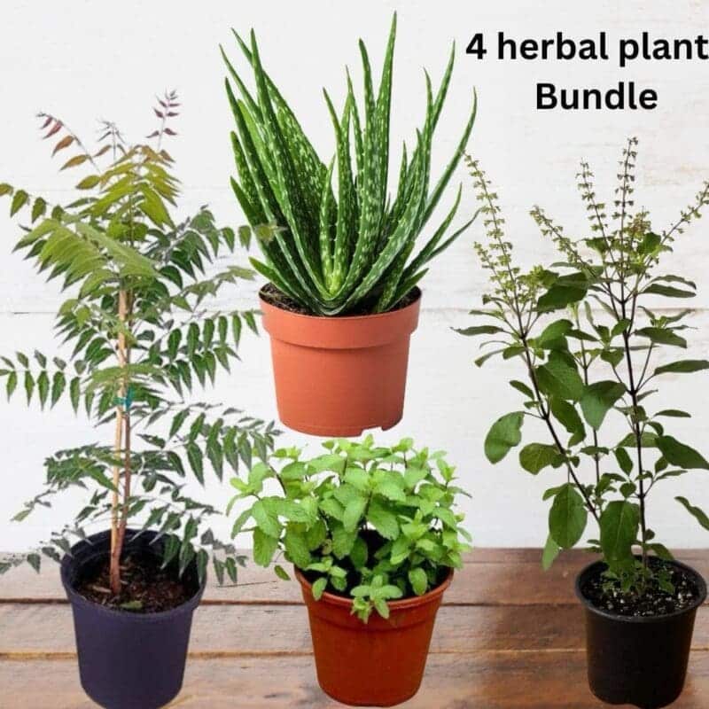 Herbal Plants Bundle – blozem