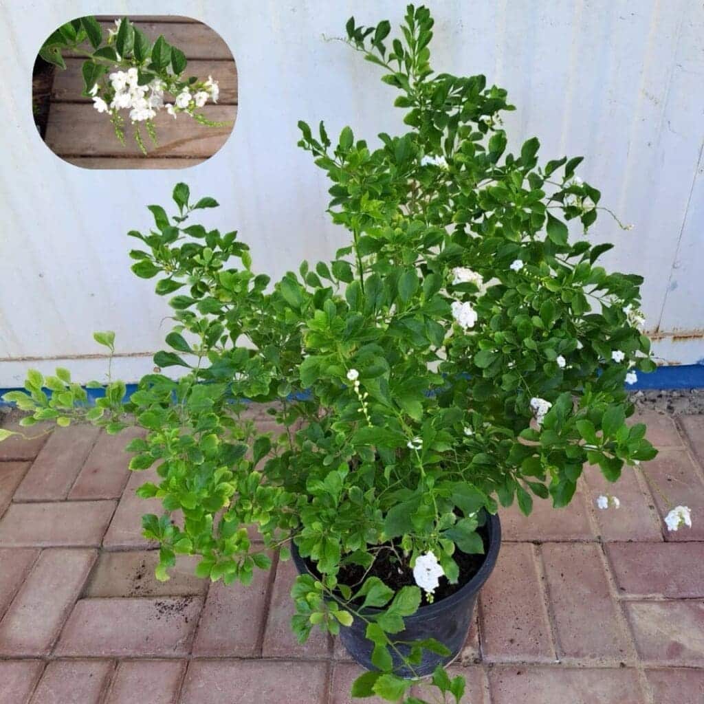 Duranta erecta ‘alba’ – white (Sky Flower) – blozem