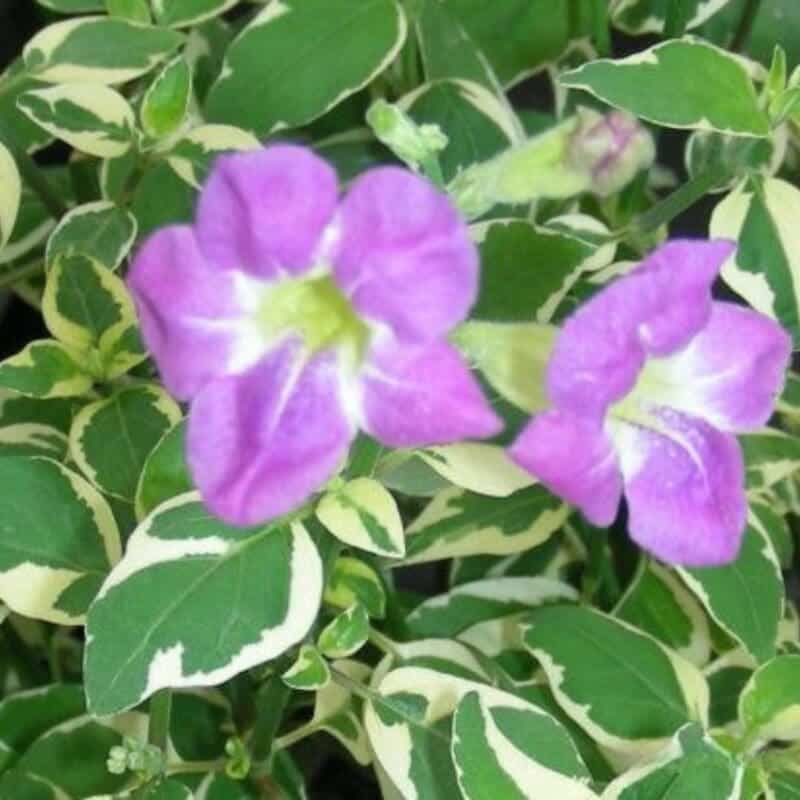 Chinese Violet VariegataAsystasia -Gangetica Variegata – blozem