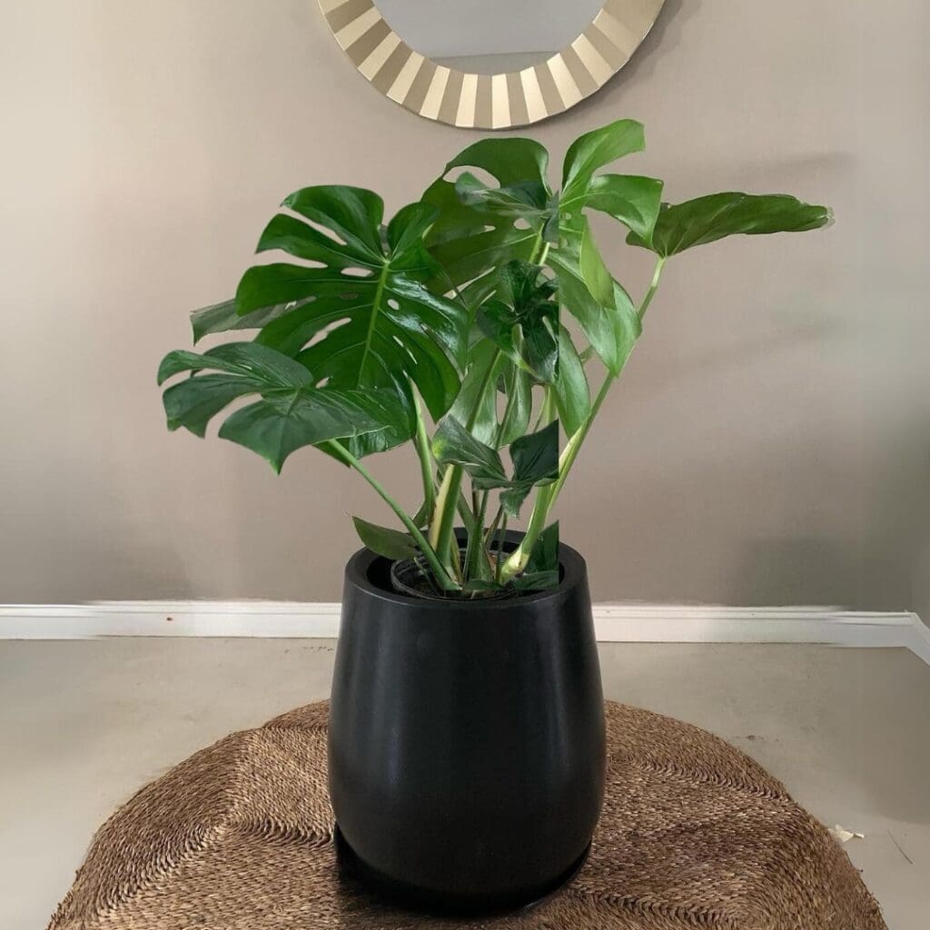 Potted Big Monstera deliciosa – Swiss Cheese Plant (Tall Pot) – blozem