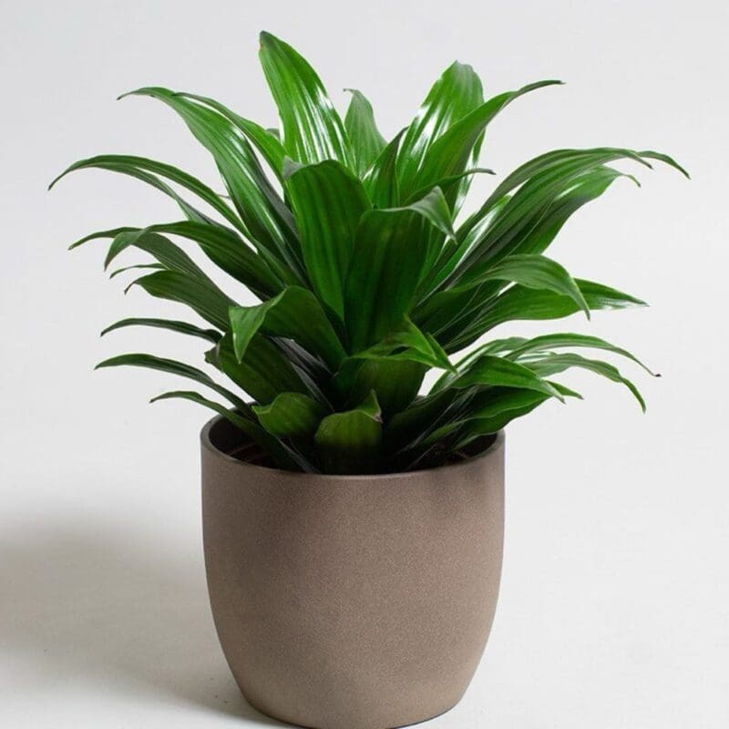 Dracaena Janet Craig Compacta – blozem