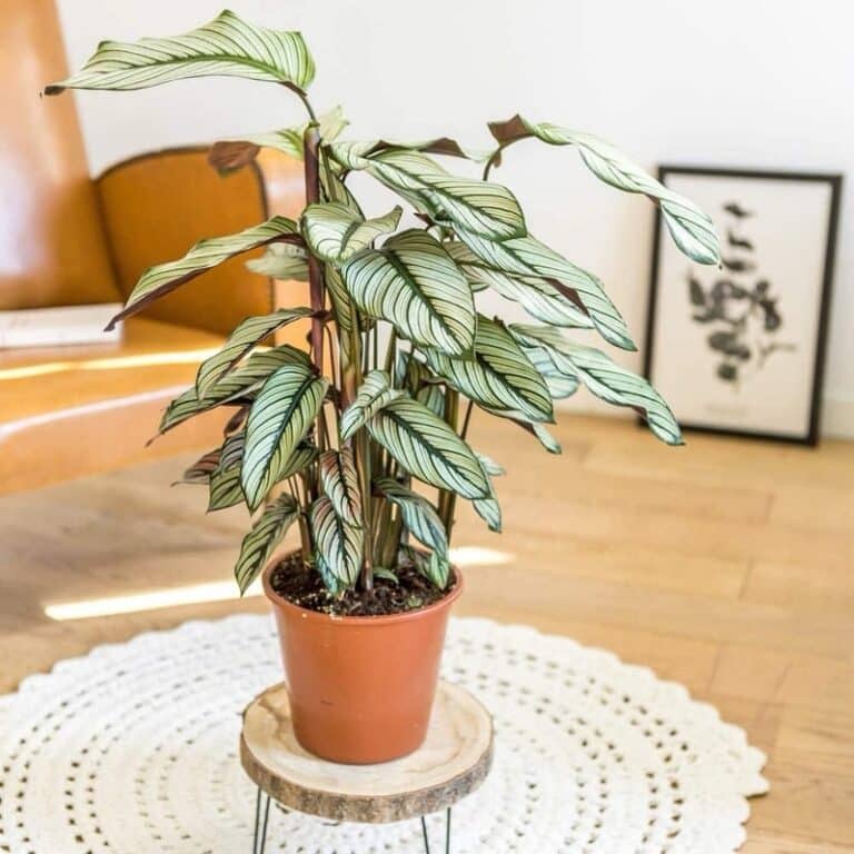 Calathea White Star (Majestic Calathea) Big Size – blozem