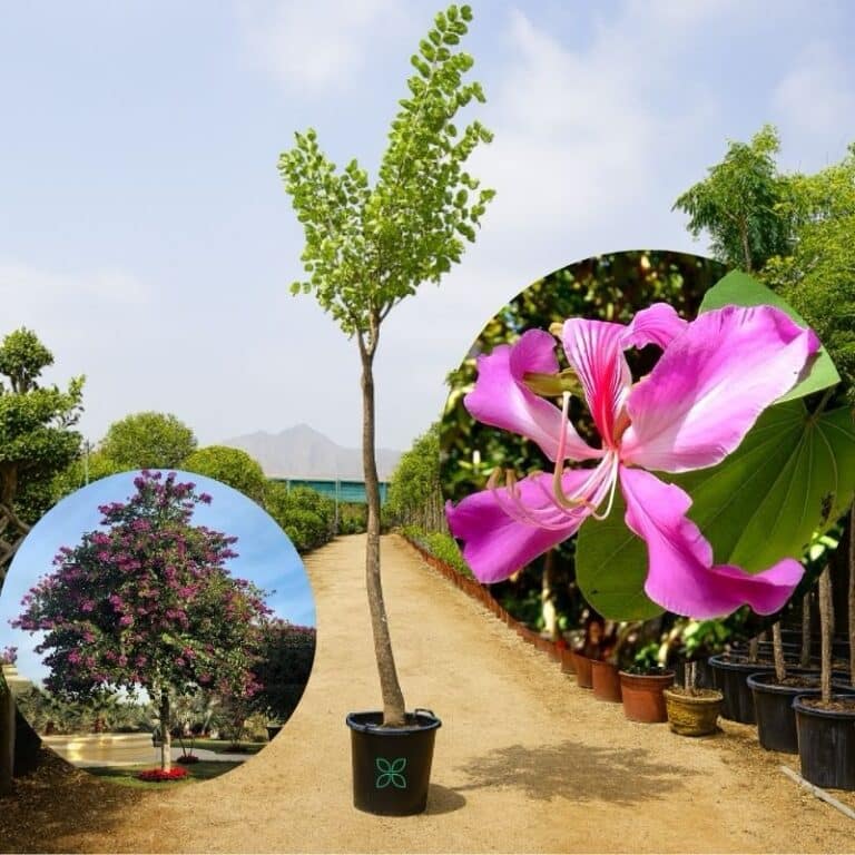 Bauhinia Purpurea Tree-Big Size 4.5 MTR – blozem